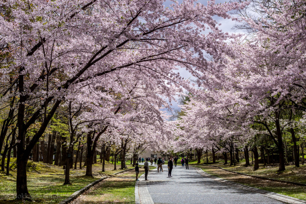 Nakajima Park - Hokkaido Guide